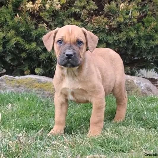Boerboel Puppies – Pure Breed Exporters