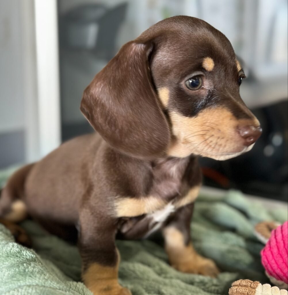 Miniature Dachshunds Puppies – Pure Breed Exporters