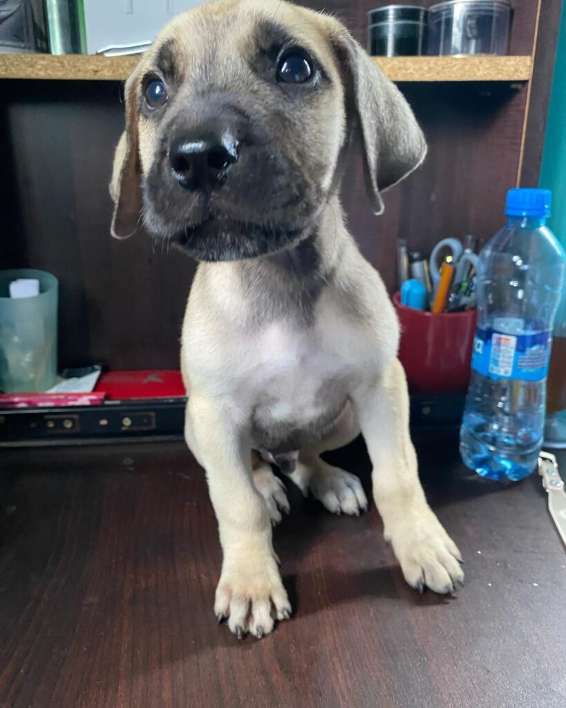 Boerboel Puppies – Pure Breed Exporters