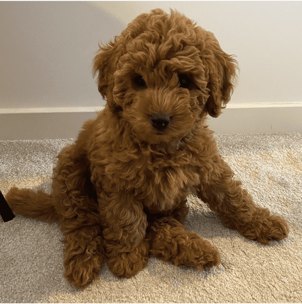 Toy Poodle – Pure Breed Exporters